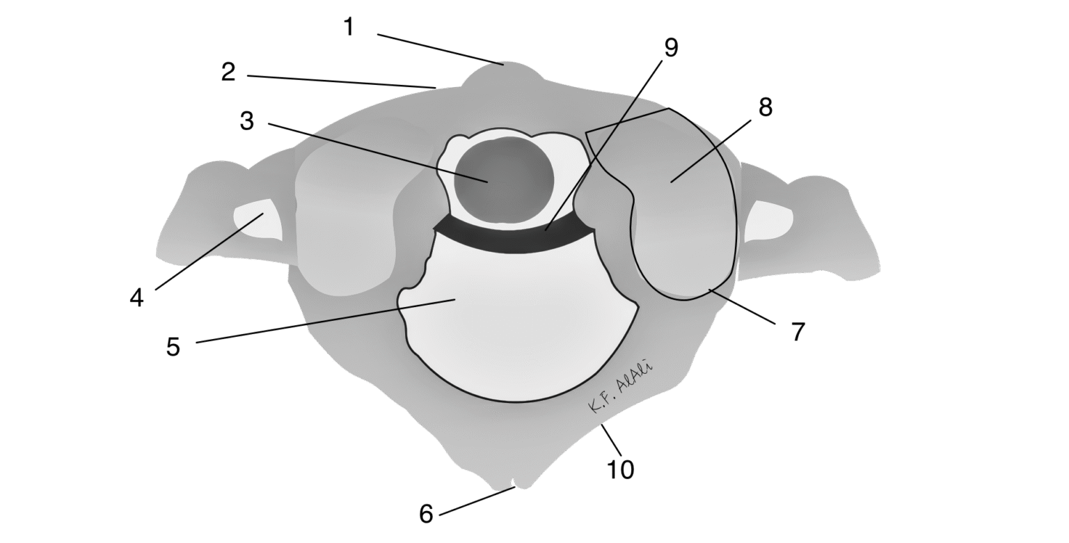 C1 – Atlas - Spine and Nerves
