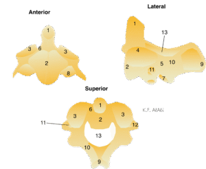 C2 – Axis - Spine and Nerves