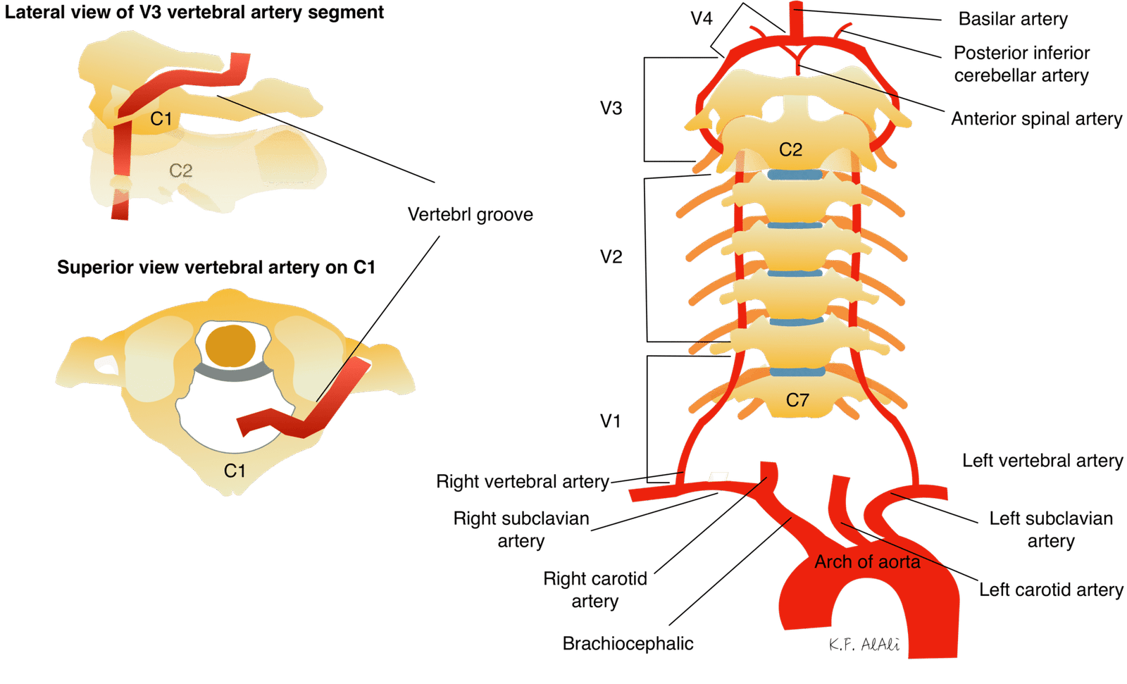 Vertebral artery - Spine and Nerves